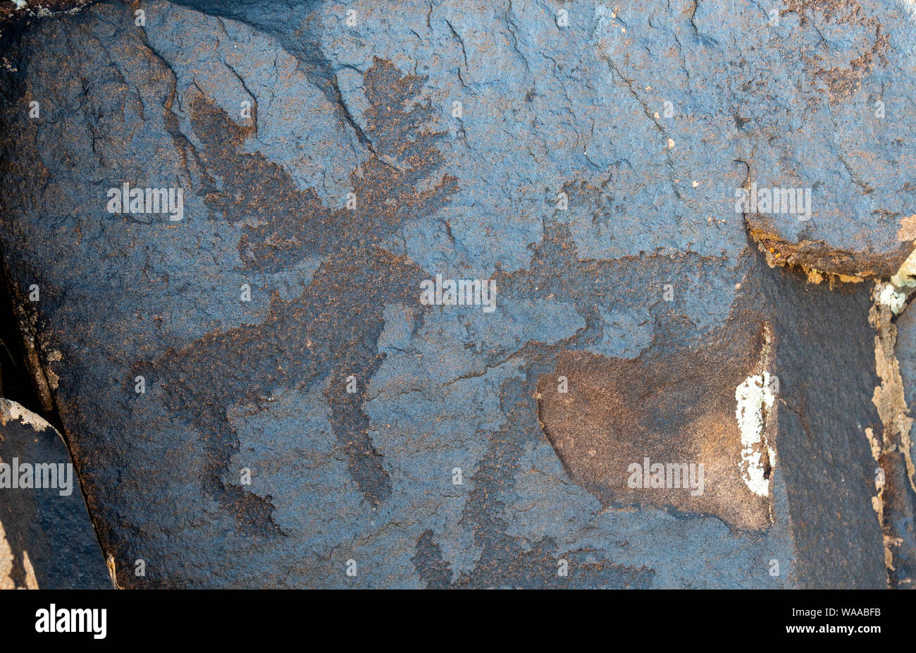ancient cave paintings. petroglyphs in the wild Stock Photo - Alamy