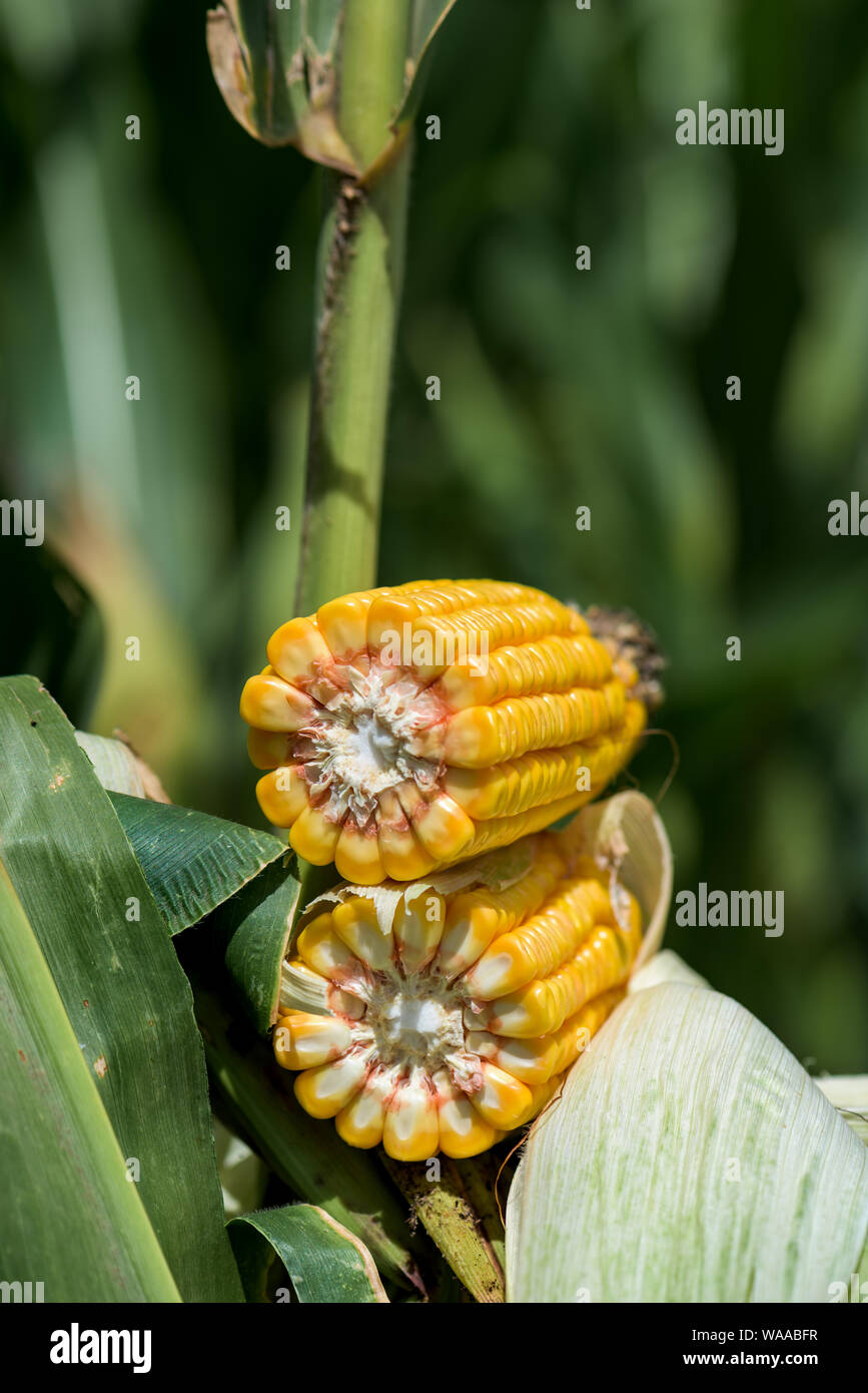 Corn Cross Section High Resolution Stock Photography and Images - Alamy
