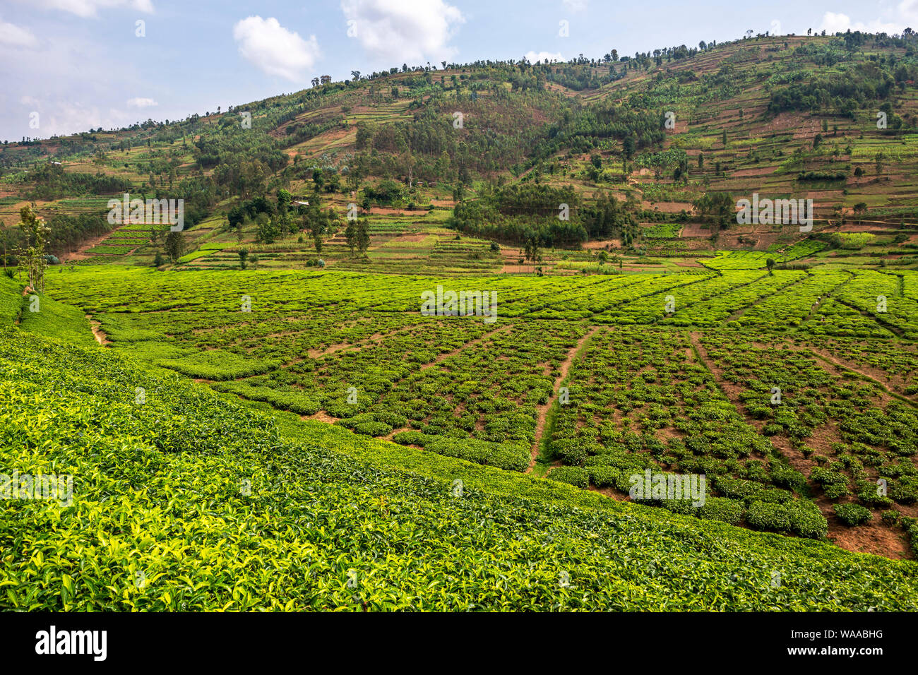 Terrace farming rwanda hi-res stock photography and images - Alamy
