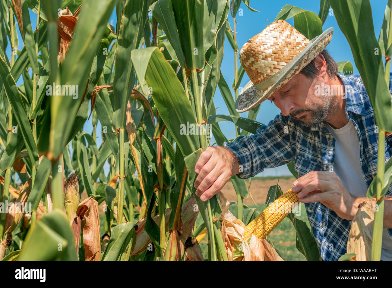 Farmer examining corn on the cob in field. Adult caucasian male ...