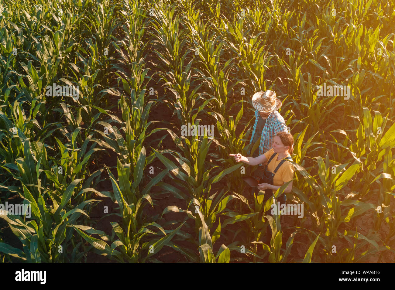 Female agronomist with tablet computer advising corn farmer in ...