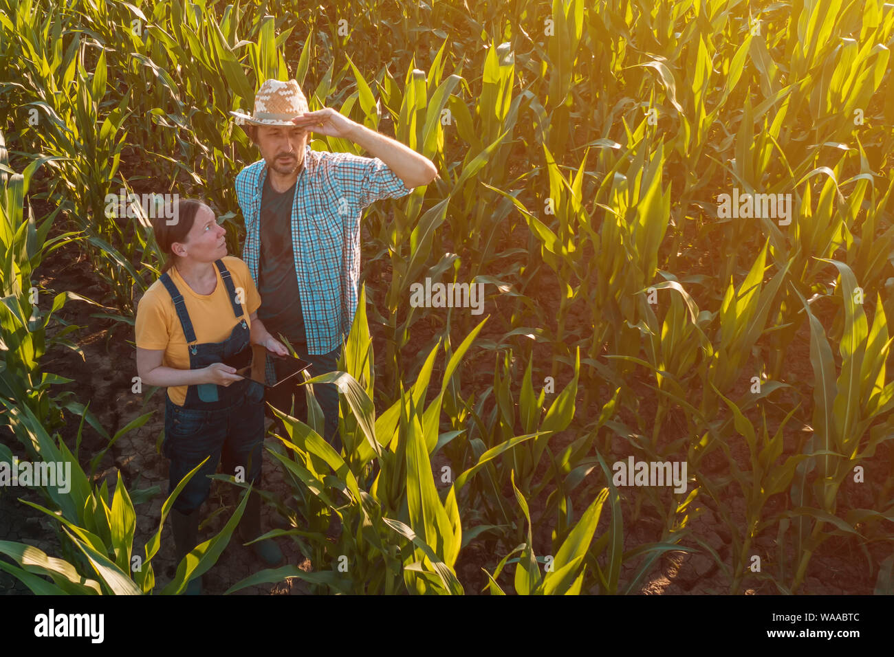 Female agronomist with tablet computer advising corn farmer in ...