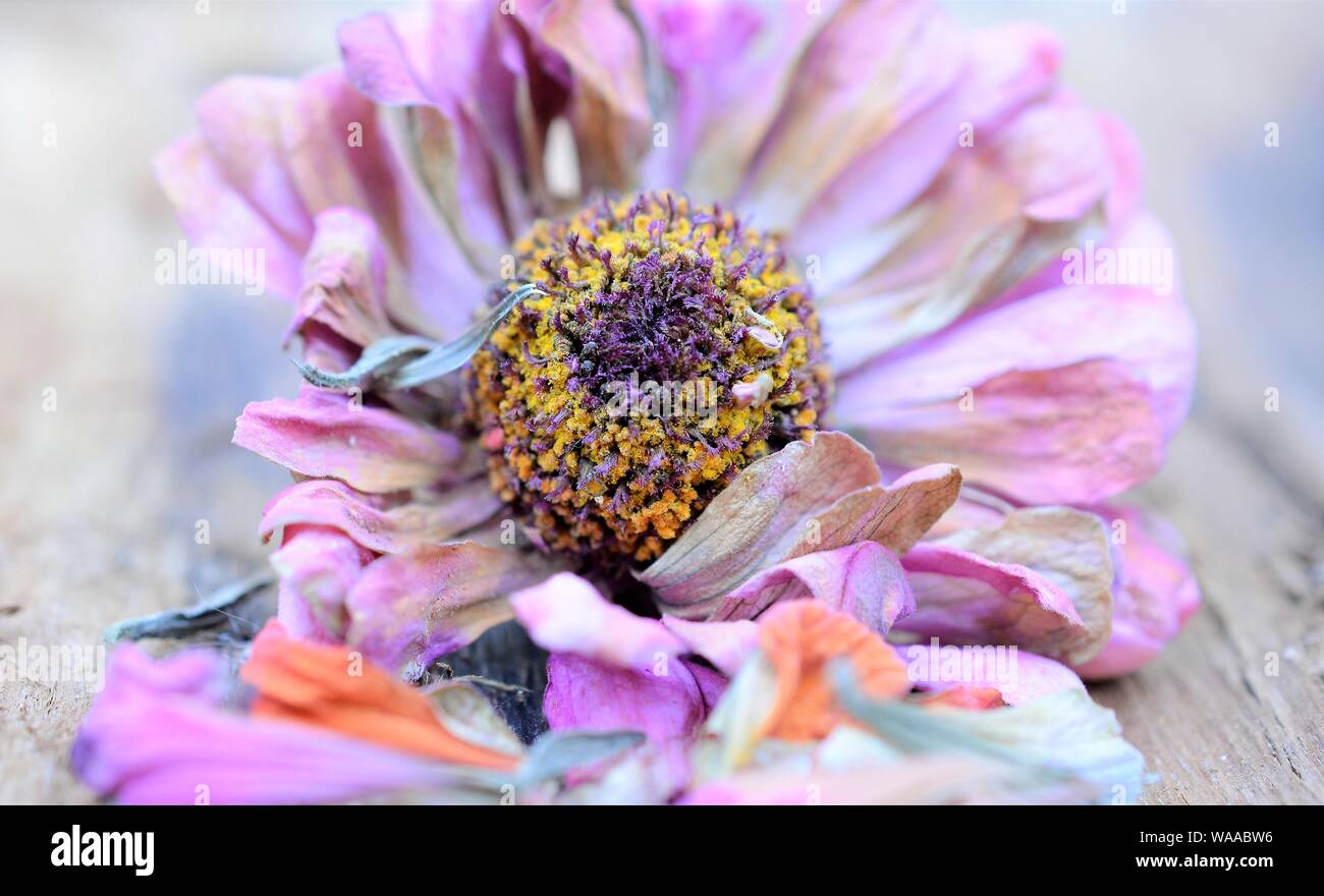dry gerbera flower Stock Photo - Alamy