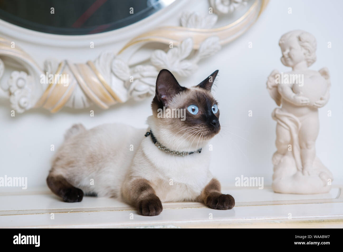 two color cat without tail Mekong Bobtail breed with jewel precious ...