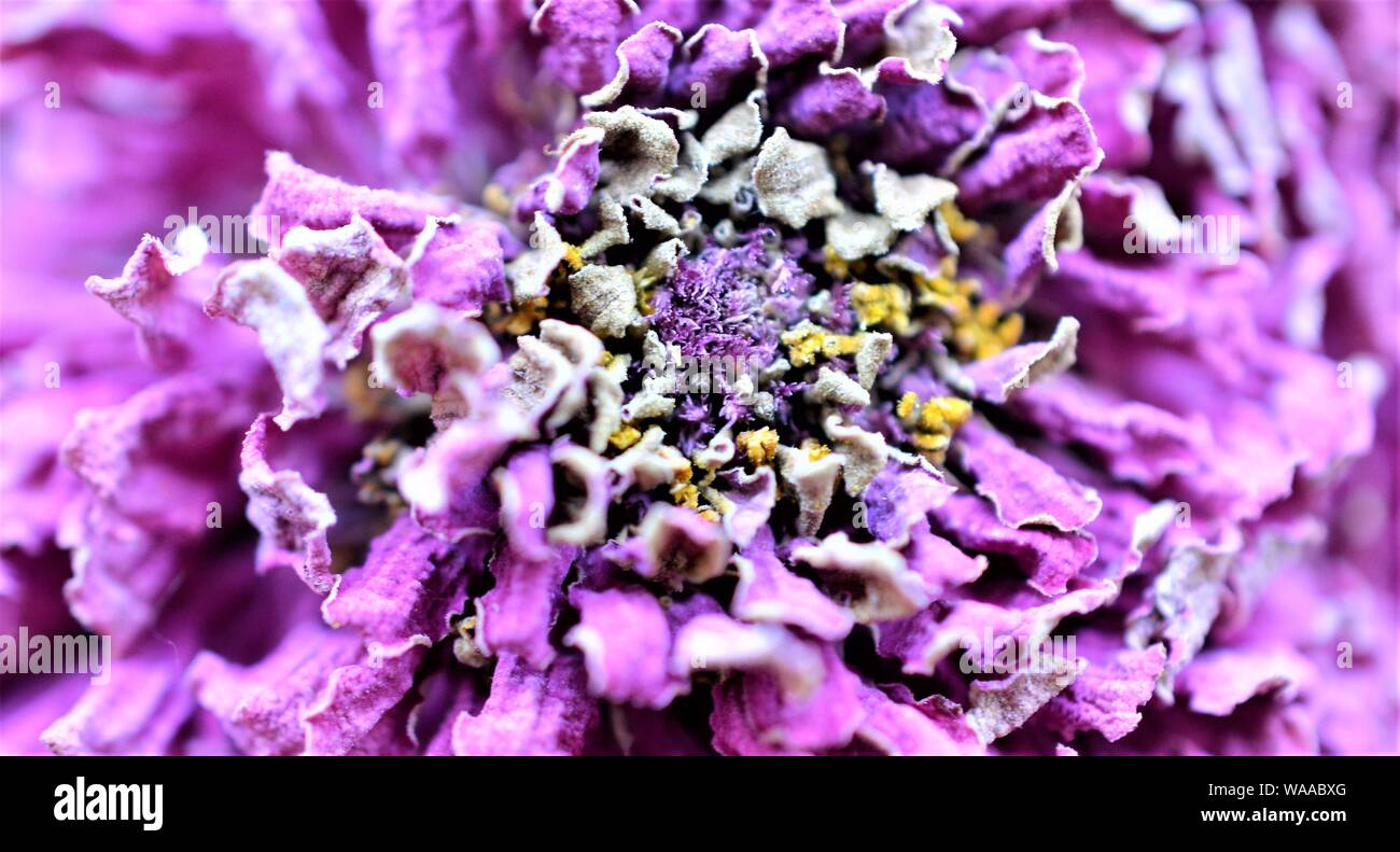 dry gerbera flower Stock Photo - Alamy
