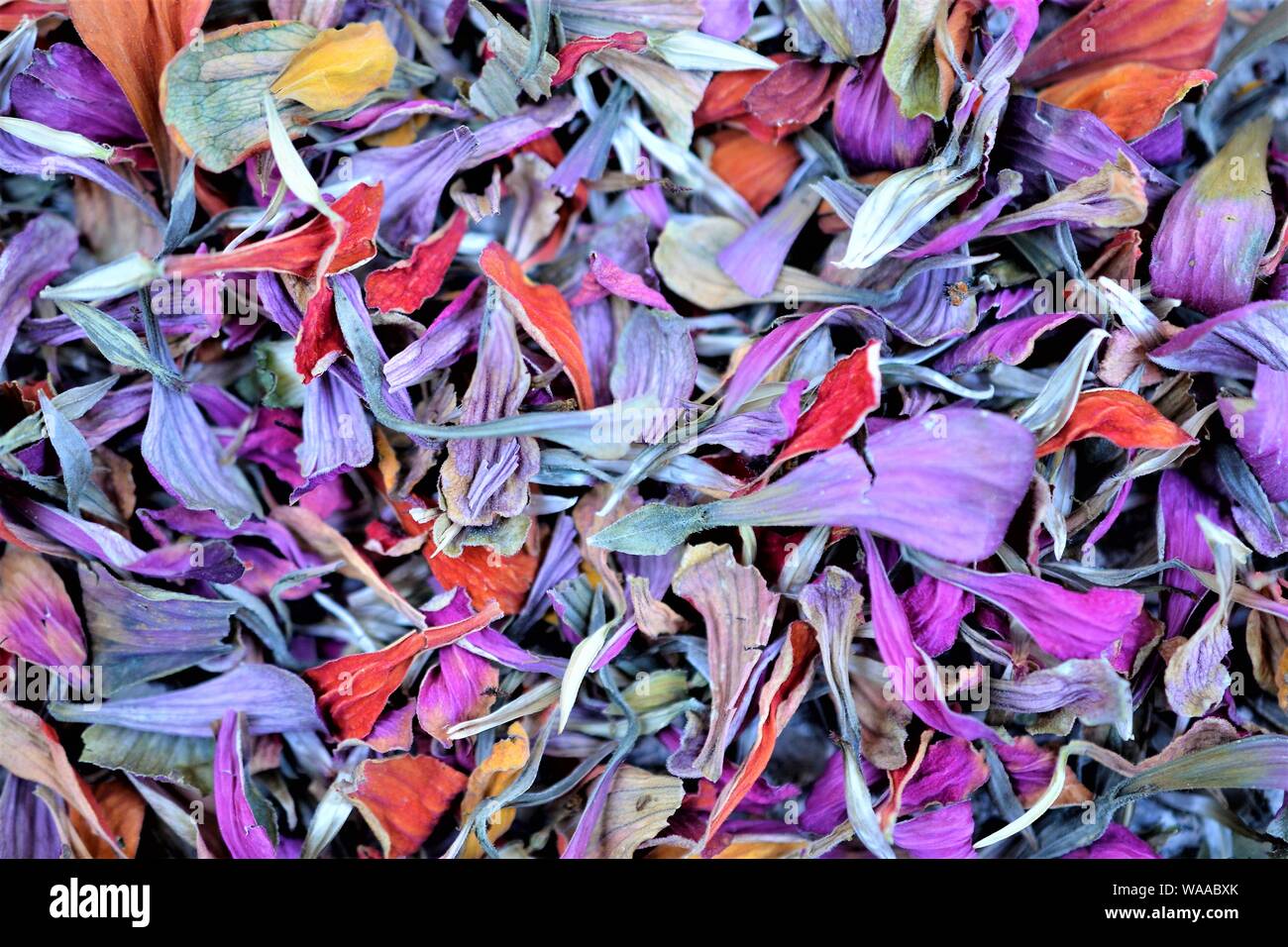 Dry gerbera hi-res stock photography and images - Alamy