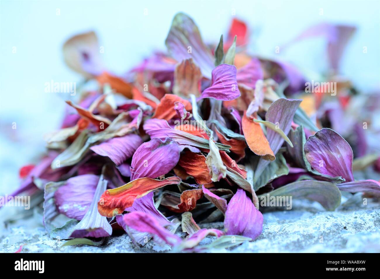 dry gerbera flower Stock Photo - Alamy
