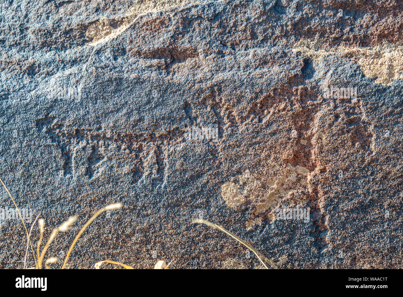 ancient cave paintings. petroglyphs in the wild Stock Photo - Alamy