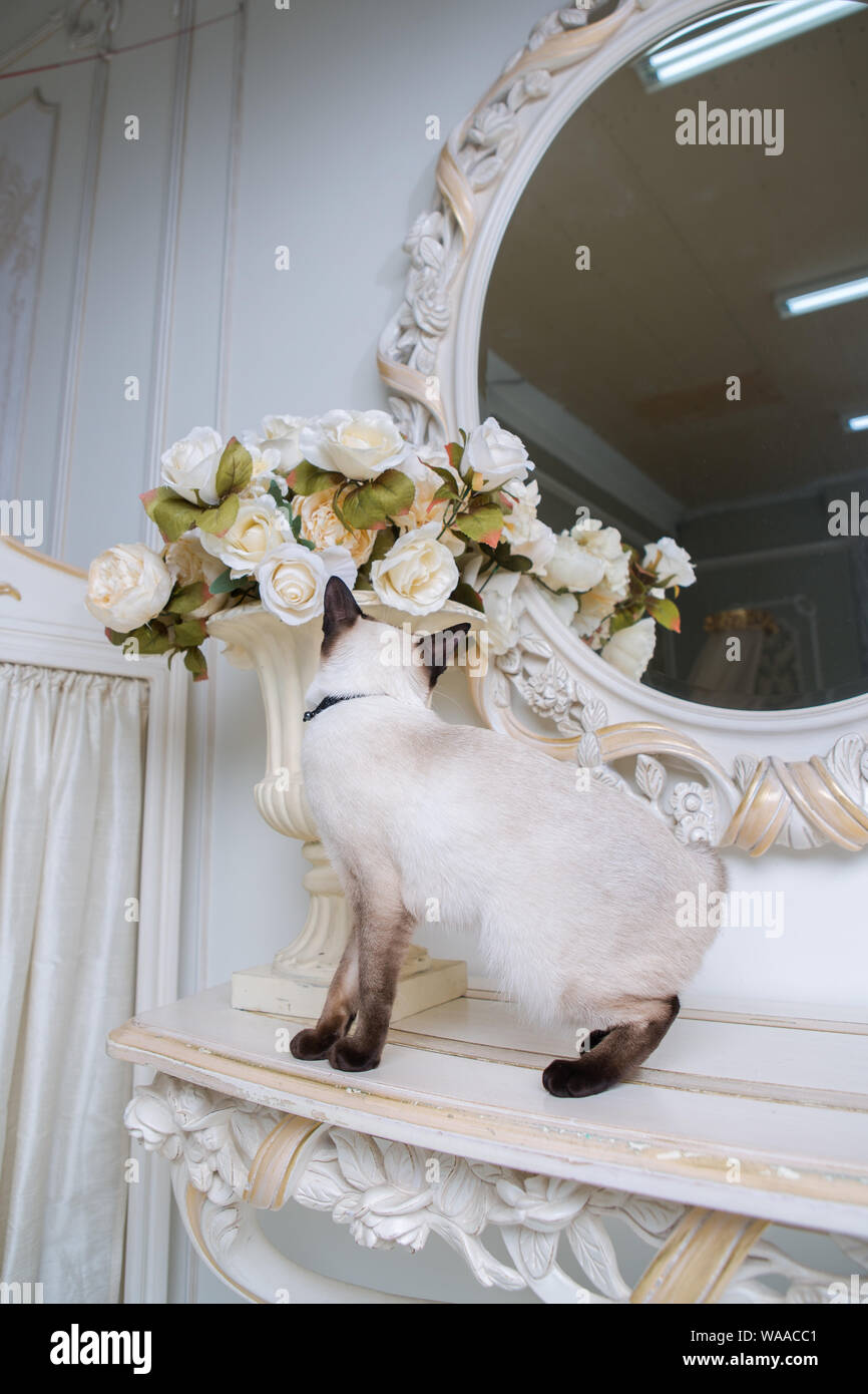 two color cat without tail Mekong Bobtail breed with jewel precious ...