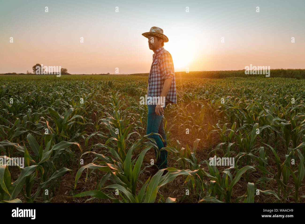 Tired exhausted farmer standing in cultivated sorghum field looking ...