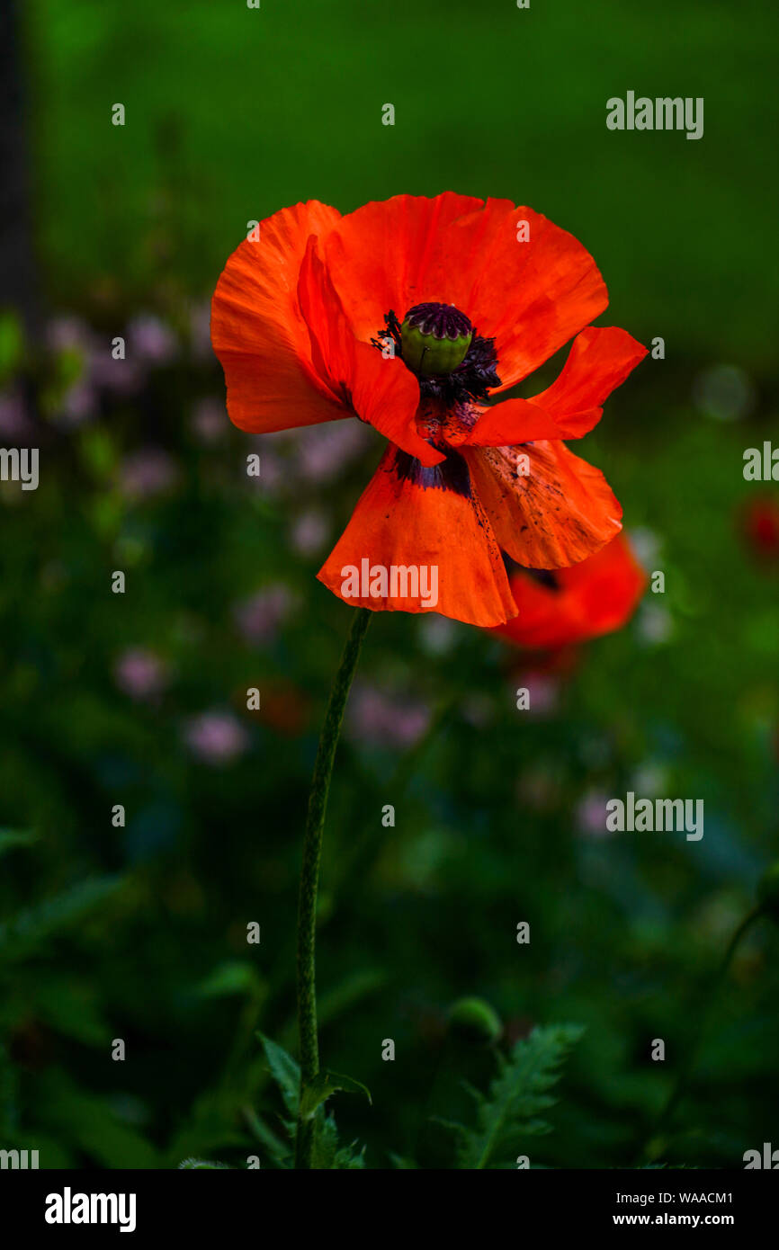 Red Poppy. Photographed in Romania in May Stock Photo - Alamy