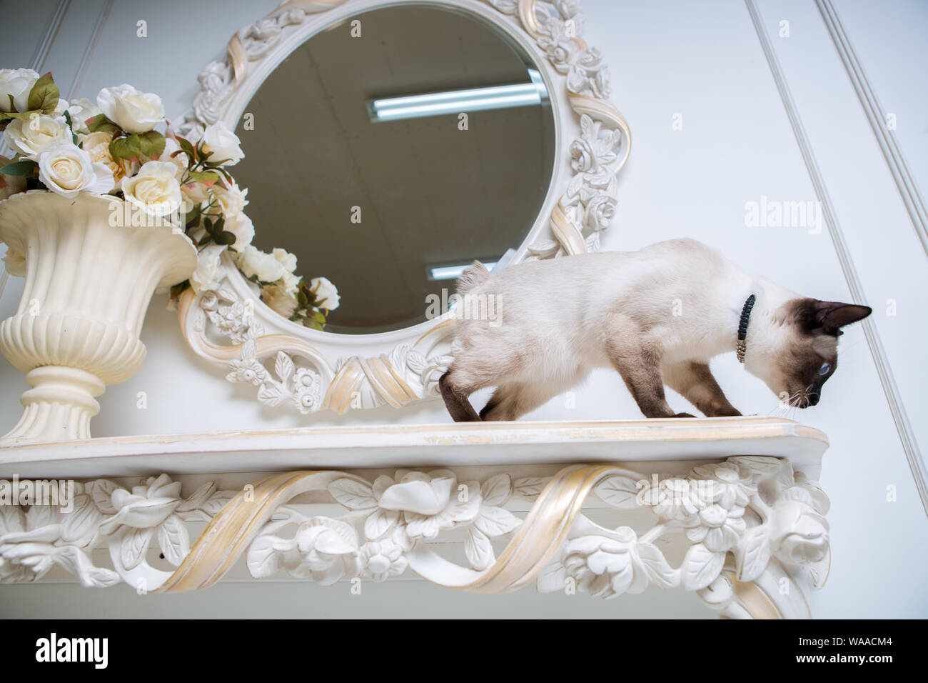 two color cat without tail Mekong Bobtail breed with jewel precious ...