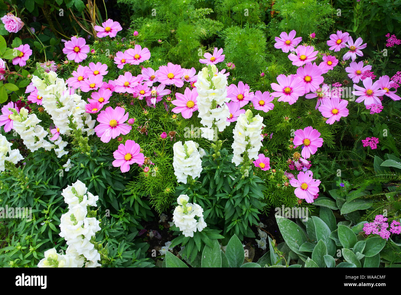 Summer flower border cosmos hi-res stock photography and images - Alamy