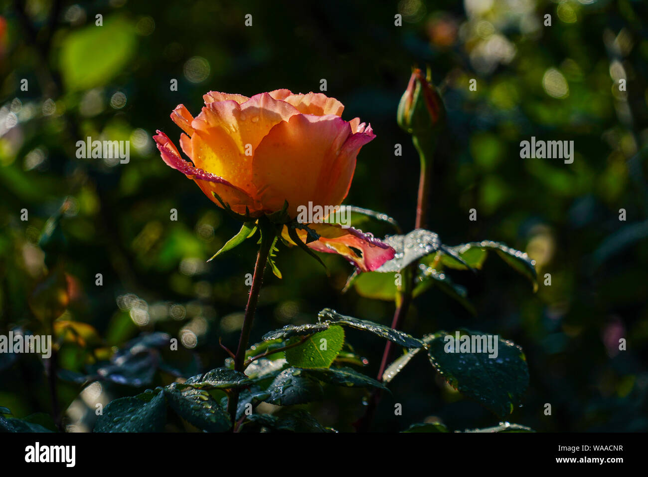Orange Rose growing in a garden. Photographed in Romania in May Stock ...