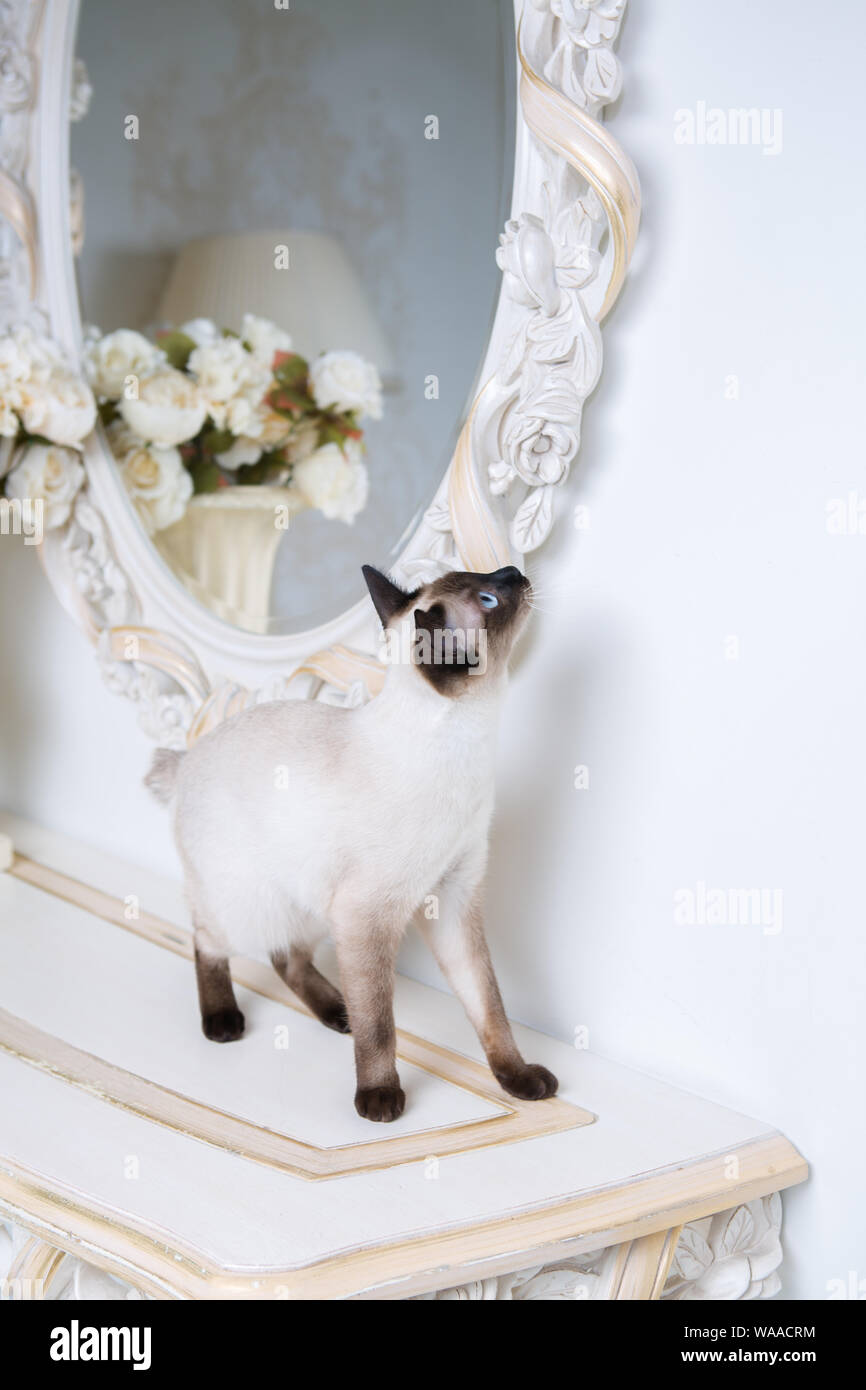 two color cat without tail Mekong Bobtail breed with jewel precious ...