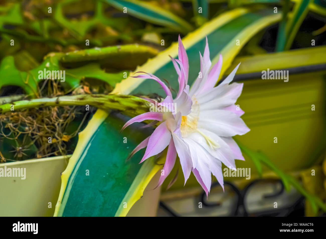 Flowering cactus. White and pink flower of a blooming echinopsis Stock ...