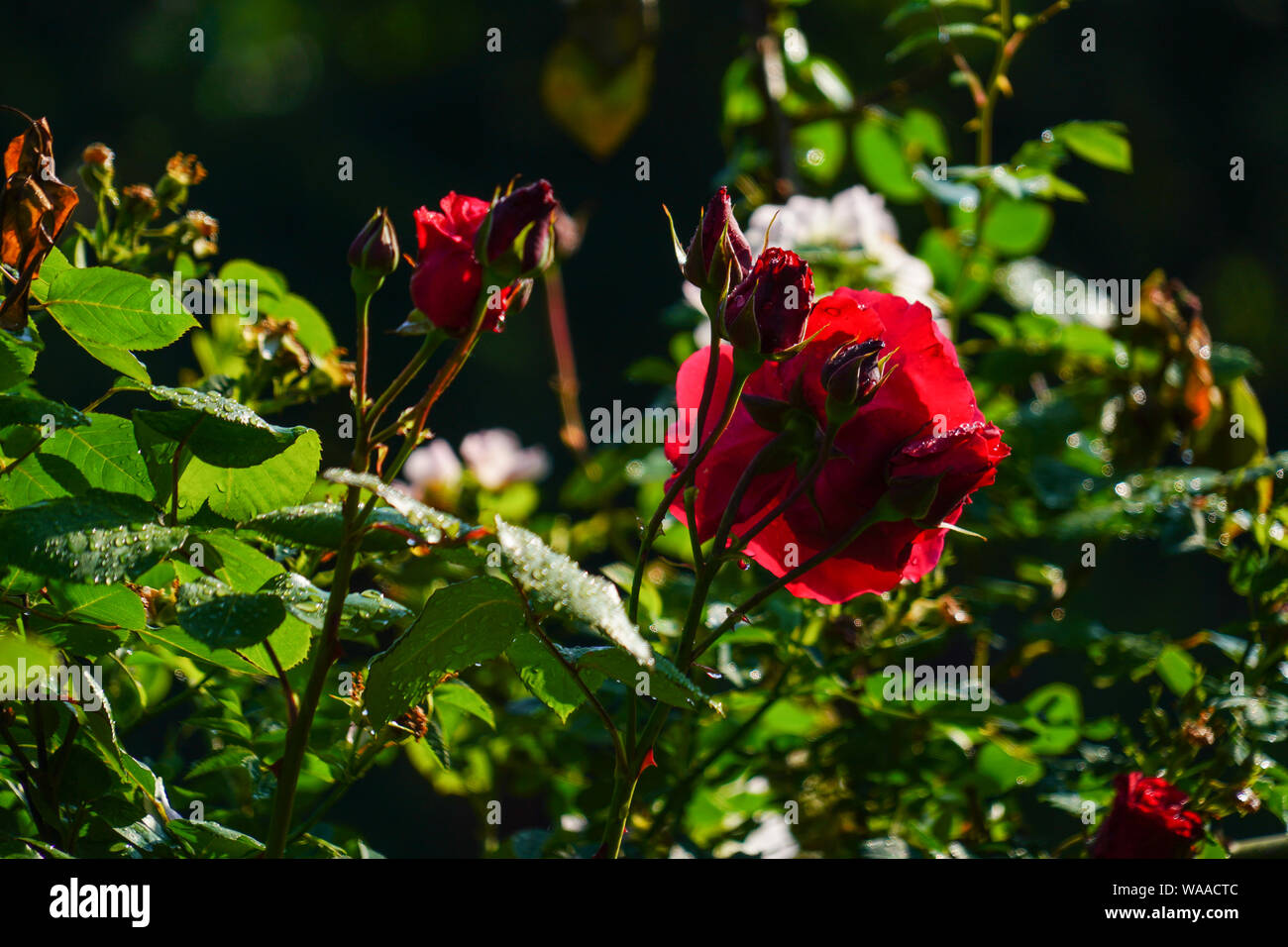 Red Rose growing in a garden. Photographed in Romania in May Stock ...