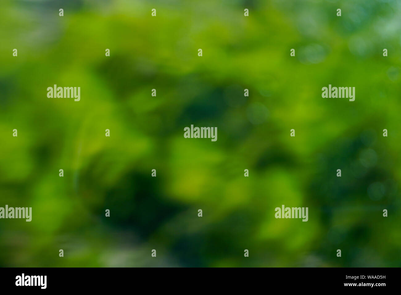 Abstract green blurry background of plants in a garden Stock Photo - Alamy