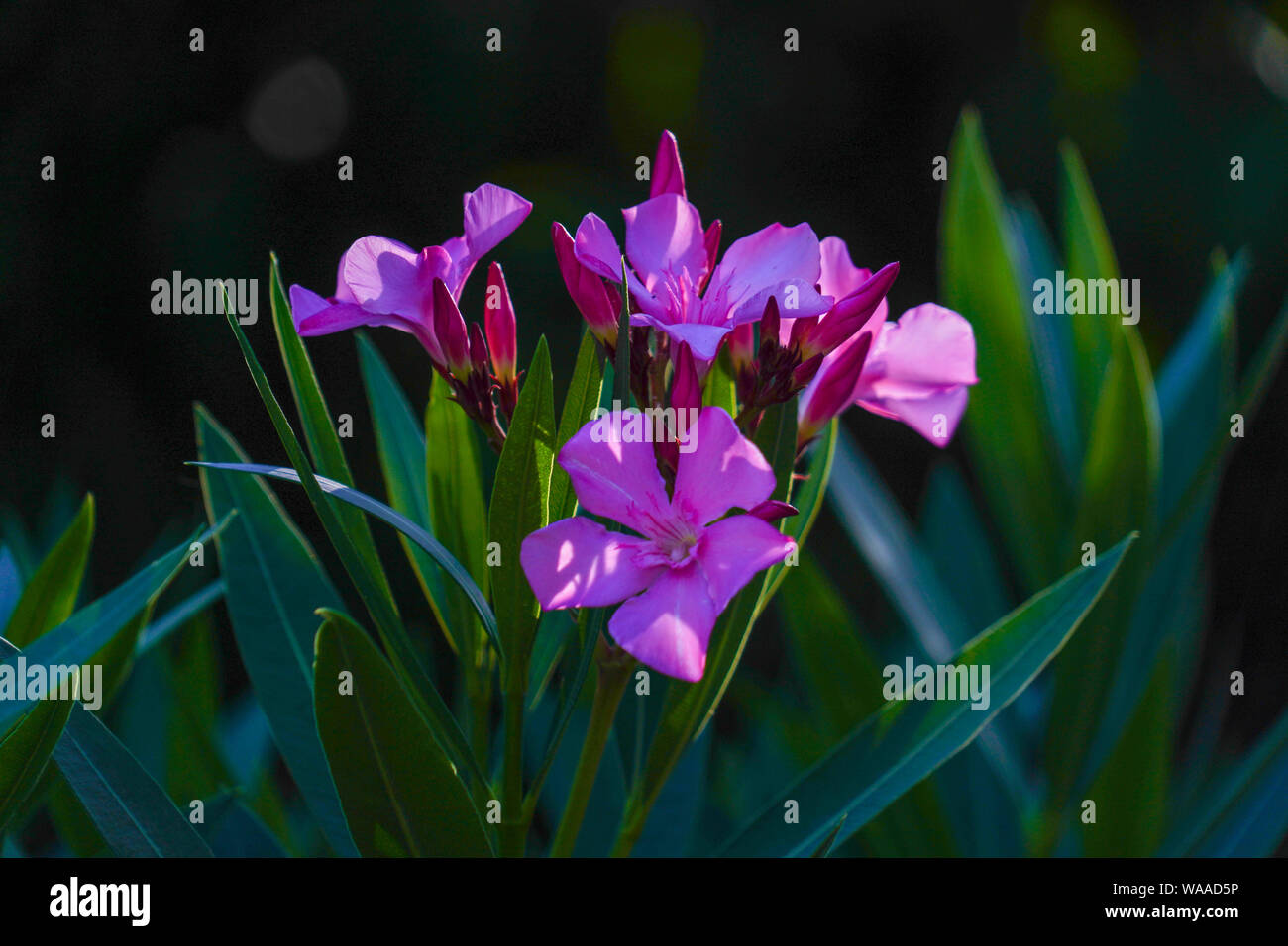 Flowering pink Oleander (Nerium oleander) bush. Photographed in Greece ...