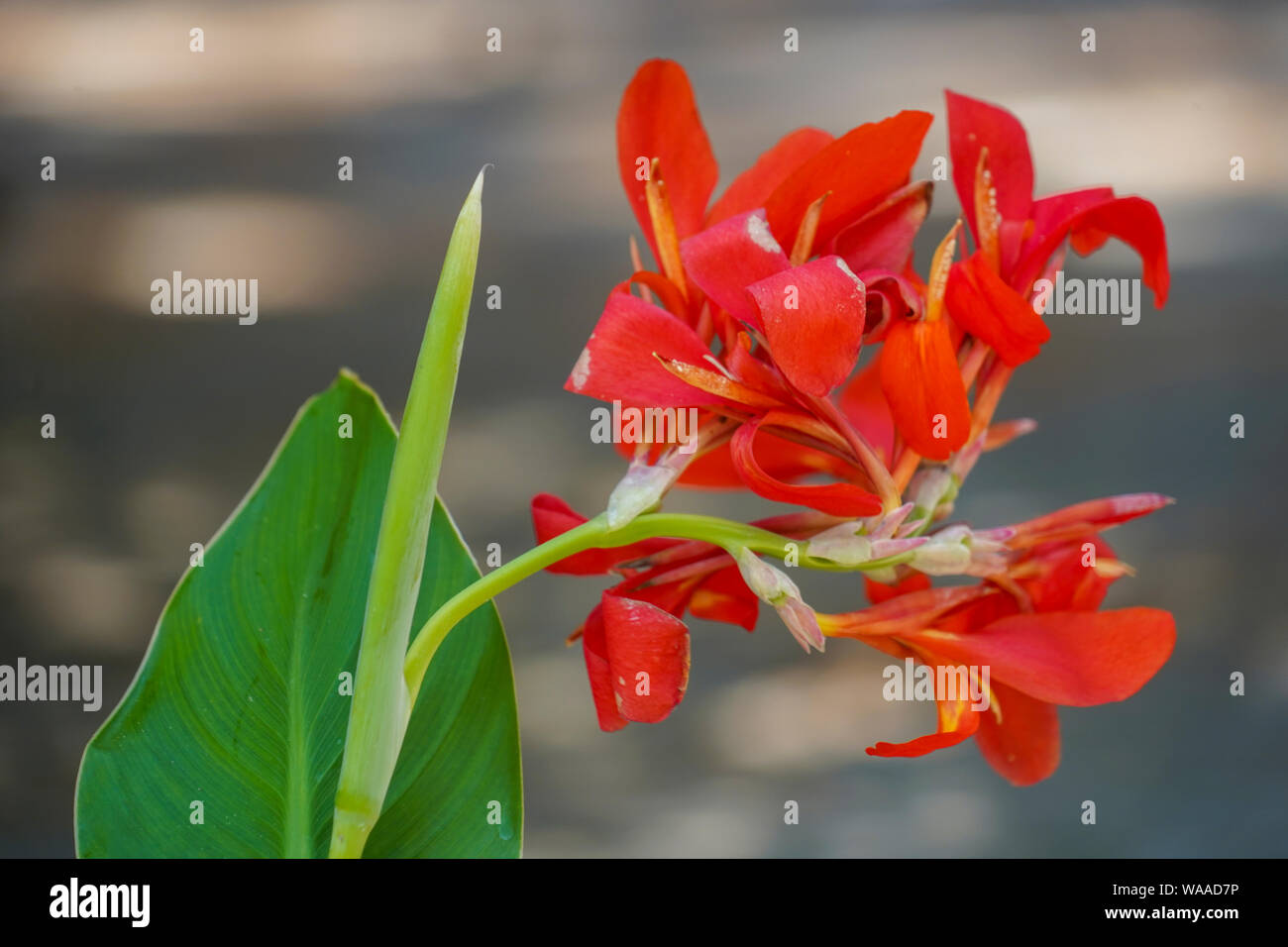 Red Canna (also Canna Lily) flower in a garden Stock Photo - Alamy