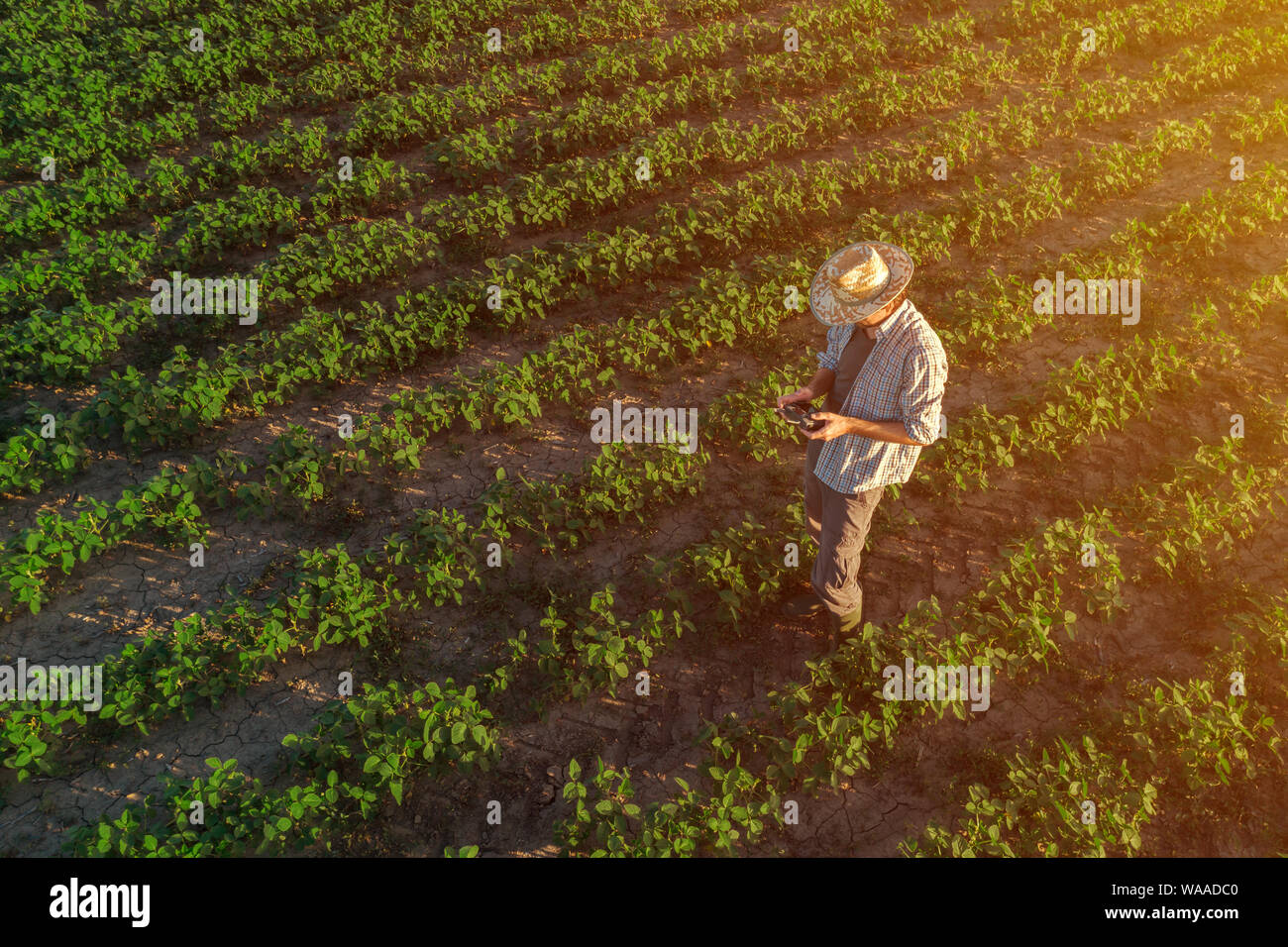 Soybean farmer with drone remote controller in field. Using modern ...
