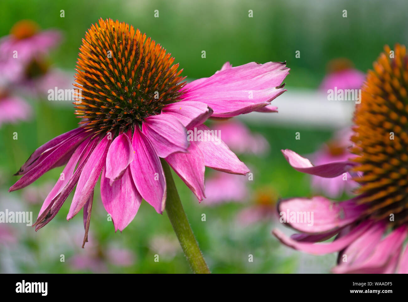 Tennessee coneflower echinacea tennesseensis hi-res stock photography ...