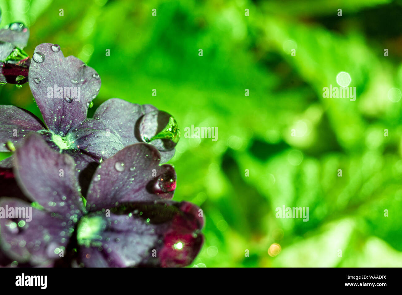 Violet spring flowers macro close-up Stock Photo - Alamy