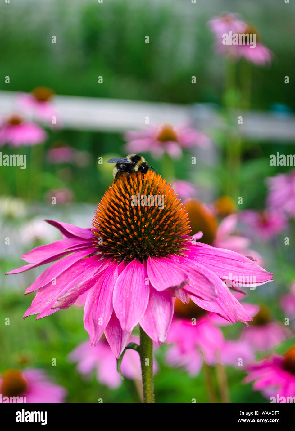 Tennessee coneflower echinacea tennesseensis hi-res stock photography ...