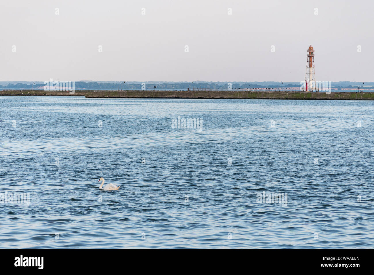 White swan in sea near pier. Jetty with modern lighthouse buoys ...