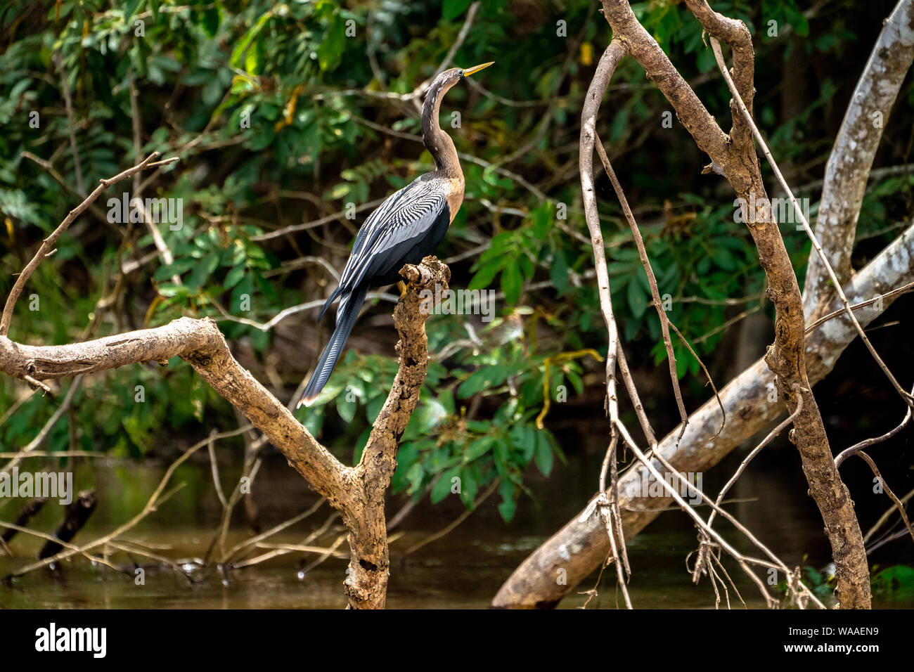 Central america anhinga hi-res stock photography and images - Alamy
