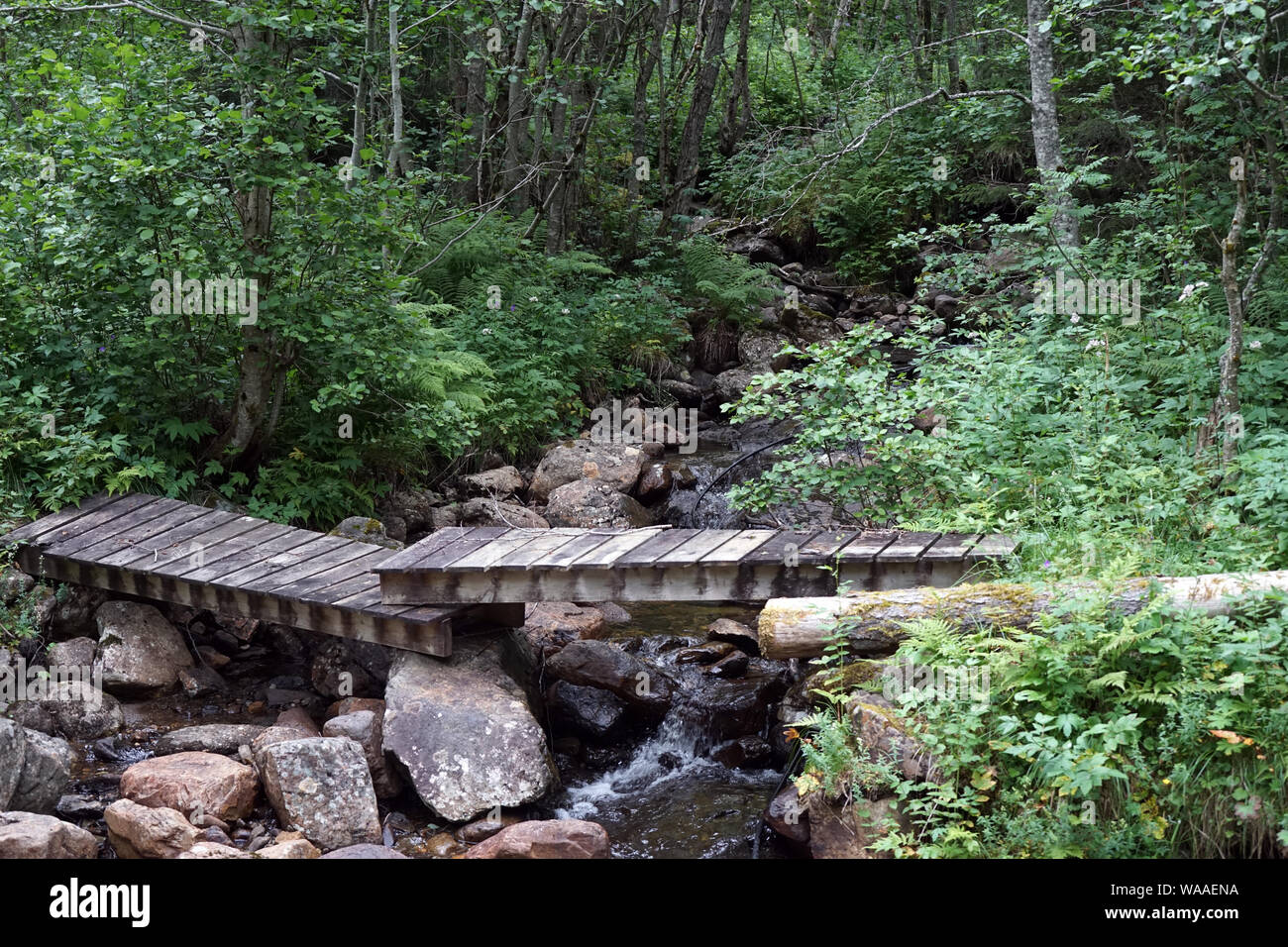 Wooden bridge in forest in Noeway Stock Photo - Alamy