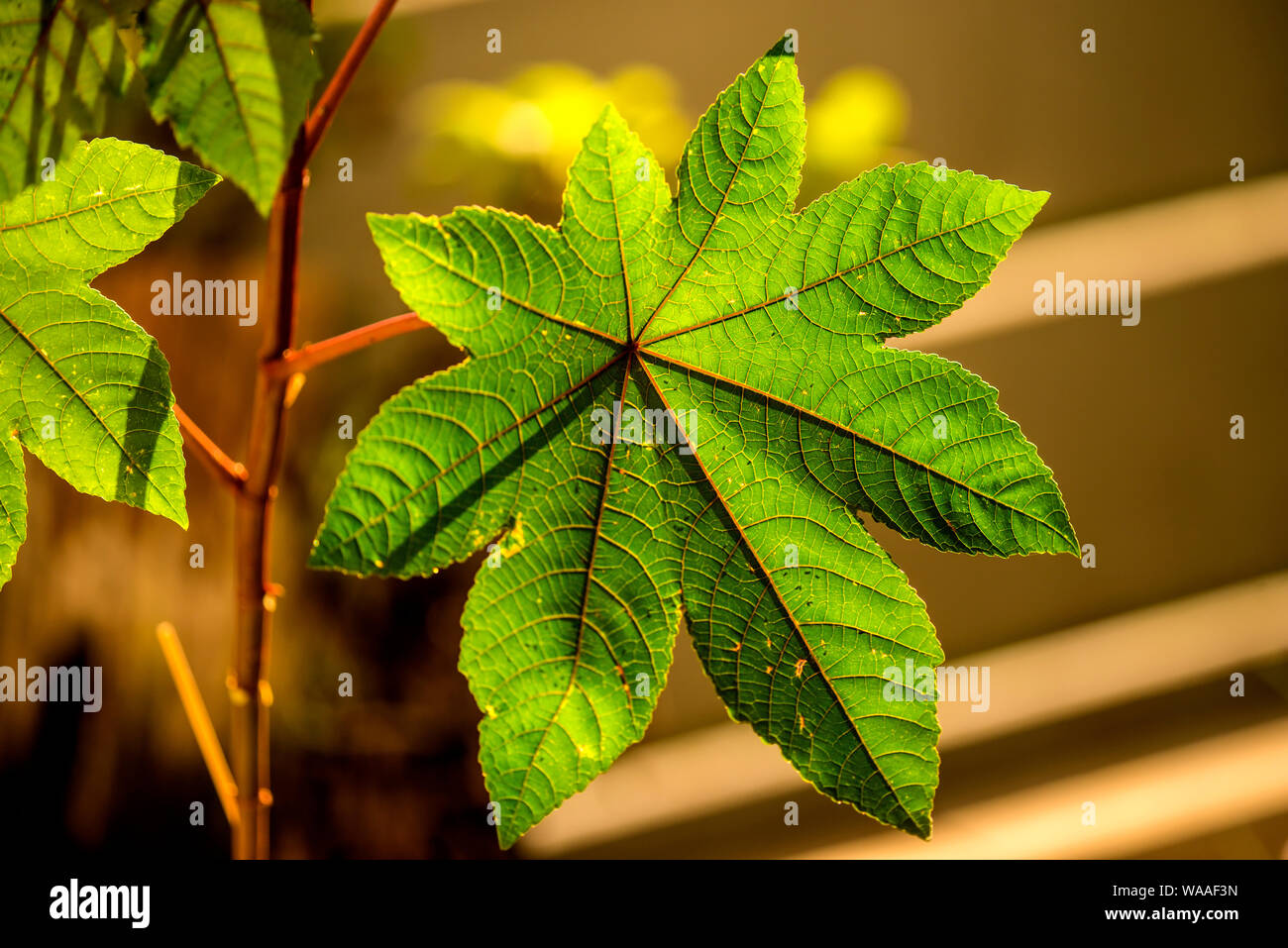 castor-oil plant with leaf Stock Photo - Alamy