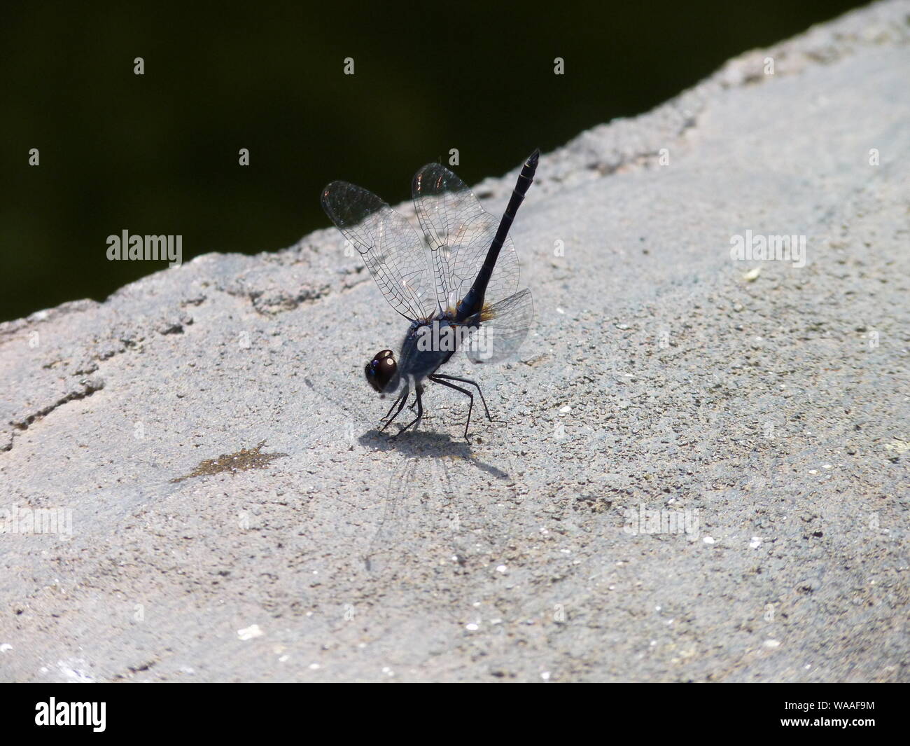 Indigo Dropwing dragonfly, Kuala Lumpur, Malaysia Stock Photo - Alamy