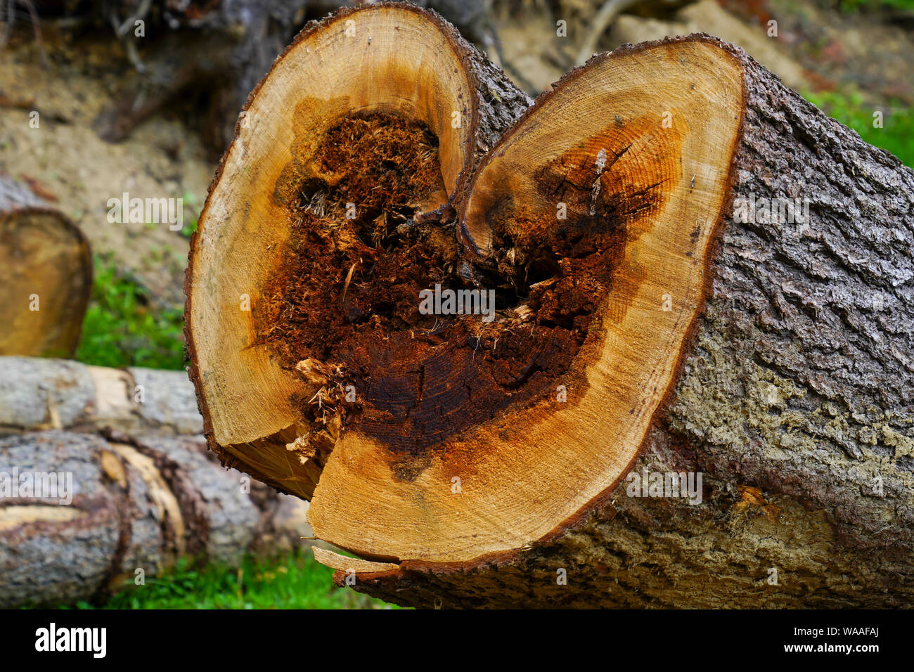 Tree Trunk Cut Out High Resolution Stock Photography and Images - Alamy