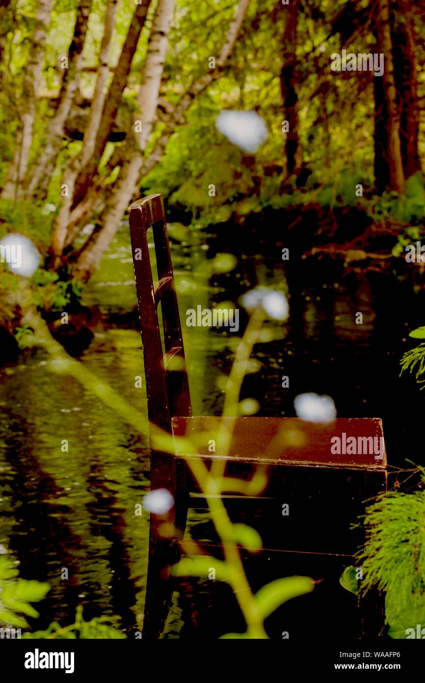a brown wooden chair in the middle of a forest surrounded with trees ...
