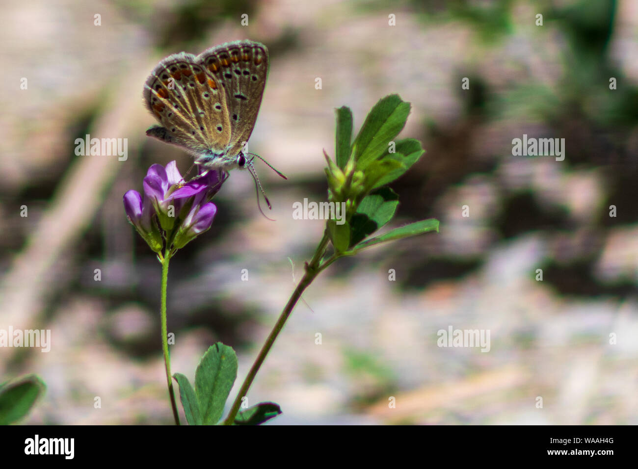 Butterfly polyommatinae insect hi-res stock photography and images - Alamy