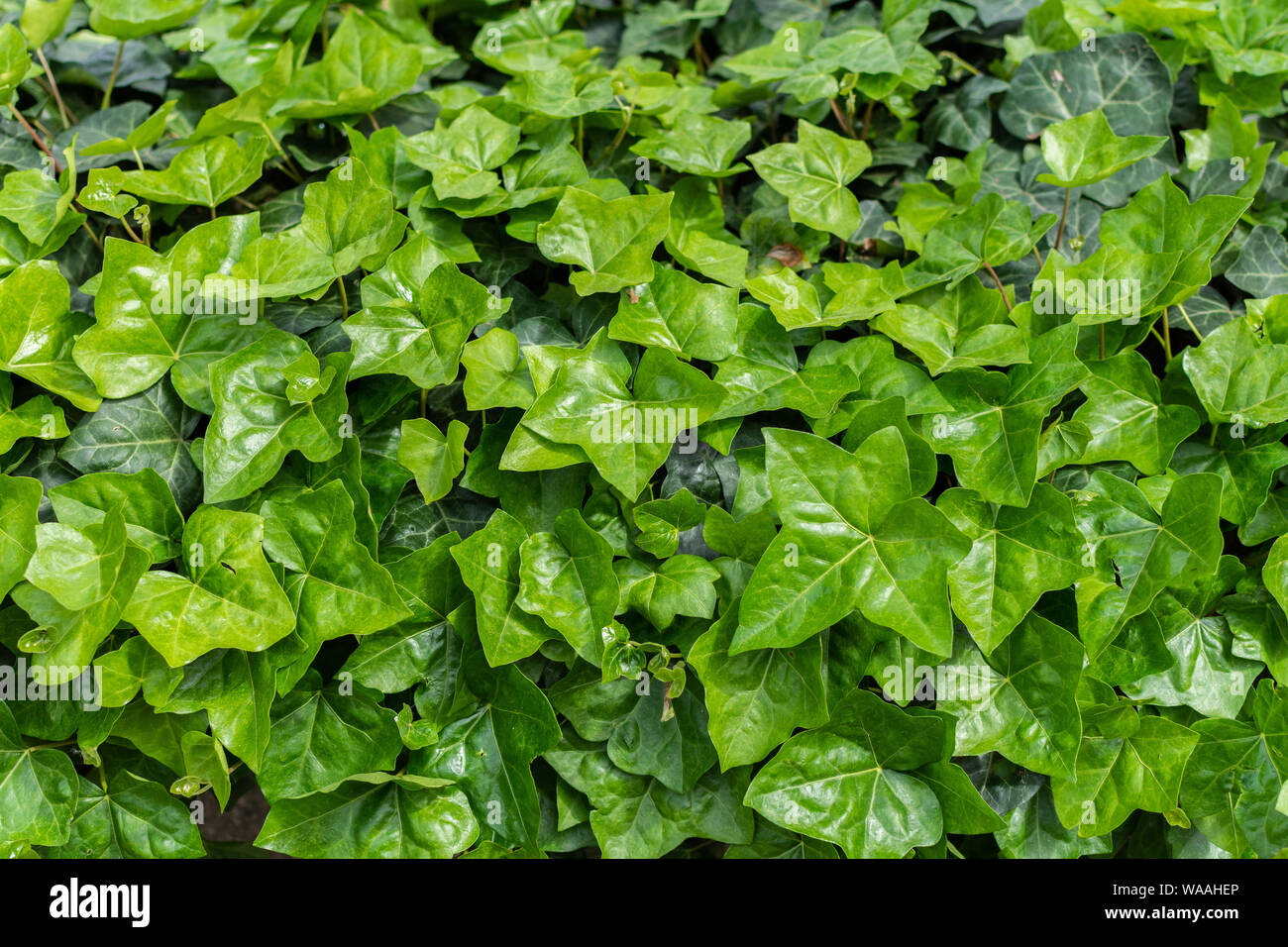 Green natural floral background of climbing plants, ivy leaves ...