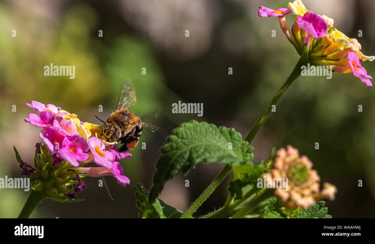 Amegilla, Blue-banded Digger Bees on a Lantana Flower Stock Photo - Alamy