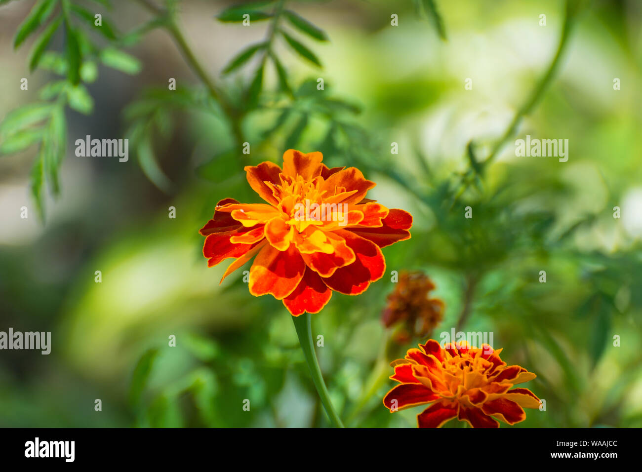 Flowers Marigolds in the garden Stock Photo - Alamy