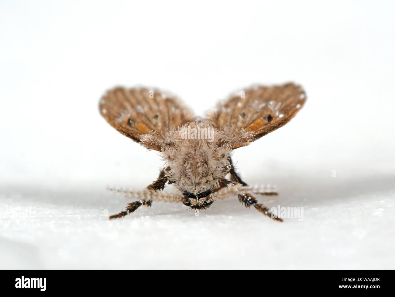 Macro Photography of Drain Fly on White Floor, Selective Focus Stock ...