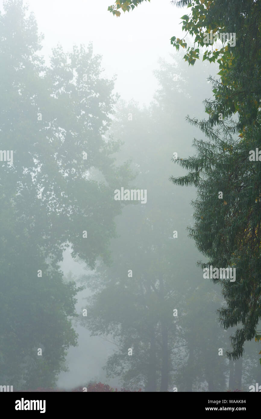foliage of trees in the fog Stock Photo - Alamy