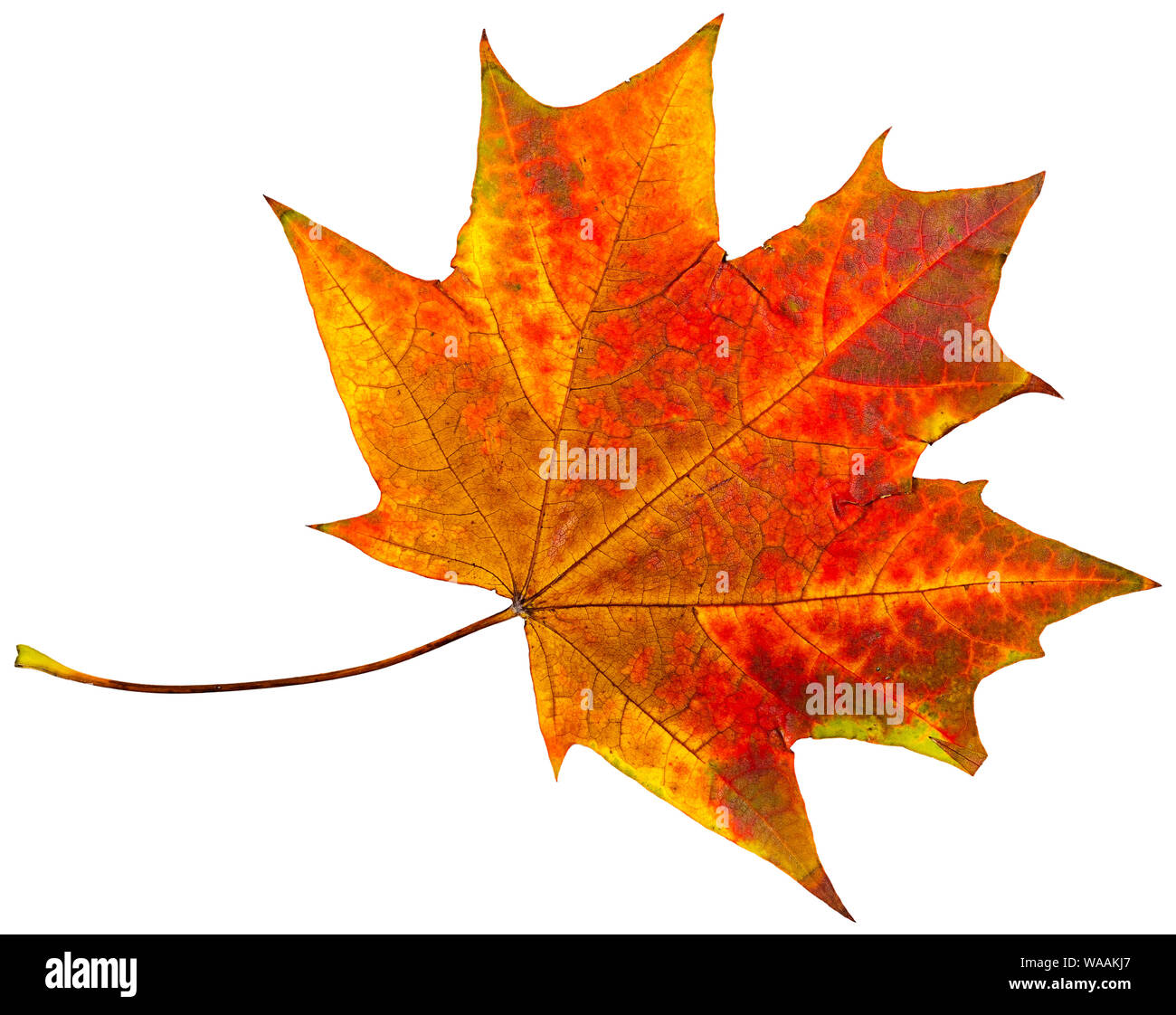 Collection of autumn leaves. Isolation with clipping paths Stock Photo ...