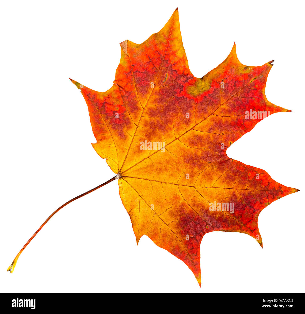 Collection of autumn leaves. Isolation with clipping paths Stock Photo ...