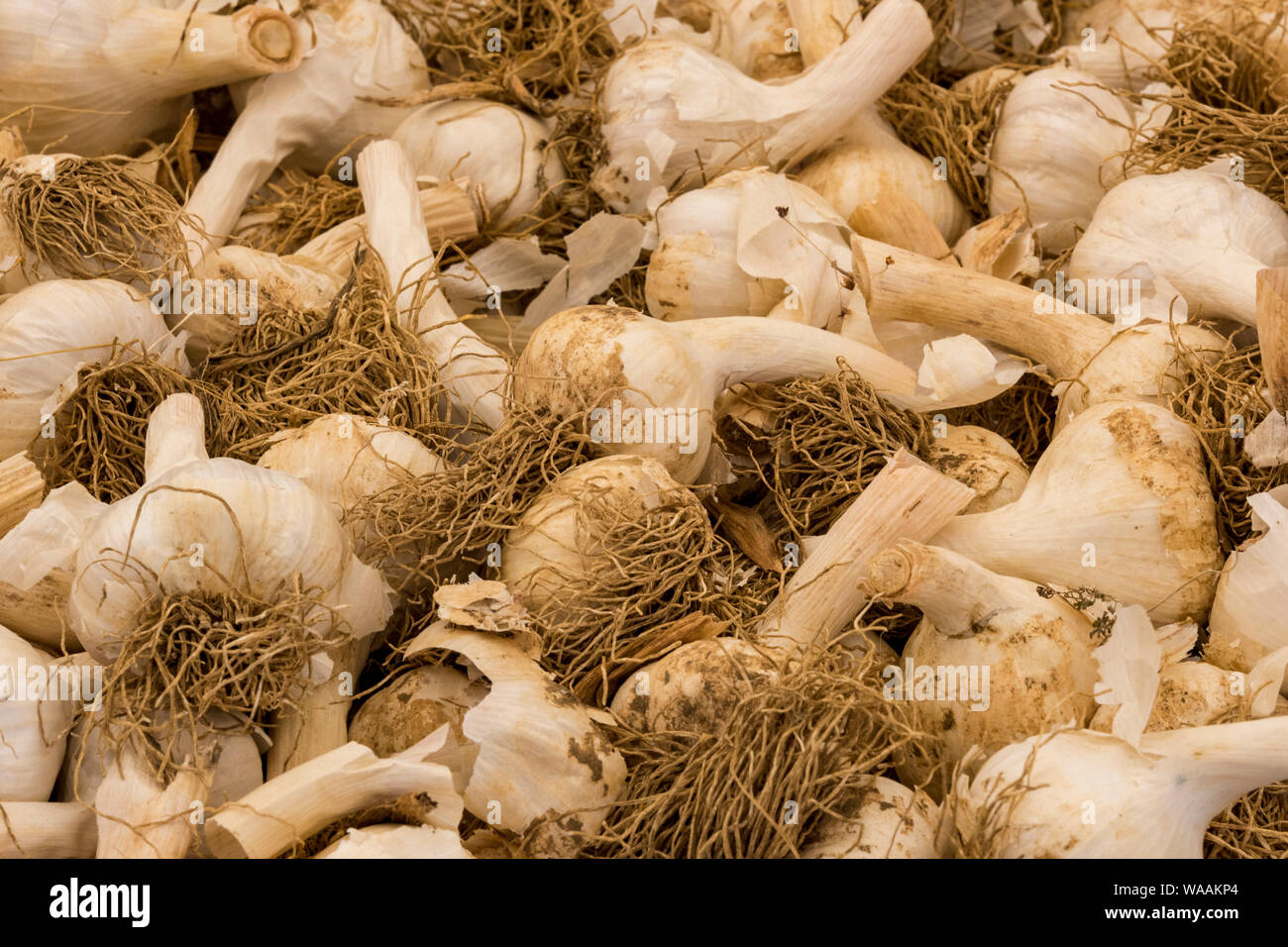 Isle of wight garlic farm hi-res stock photography and images - Alamy