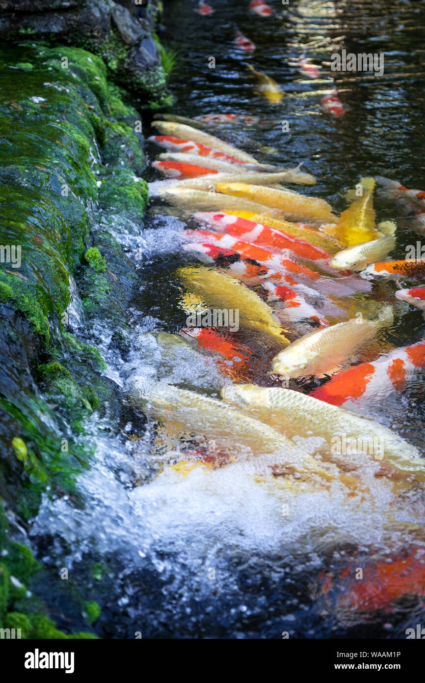 A close-up portrait style photo of many colourful carp fish in a stream ...