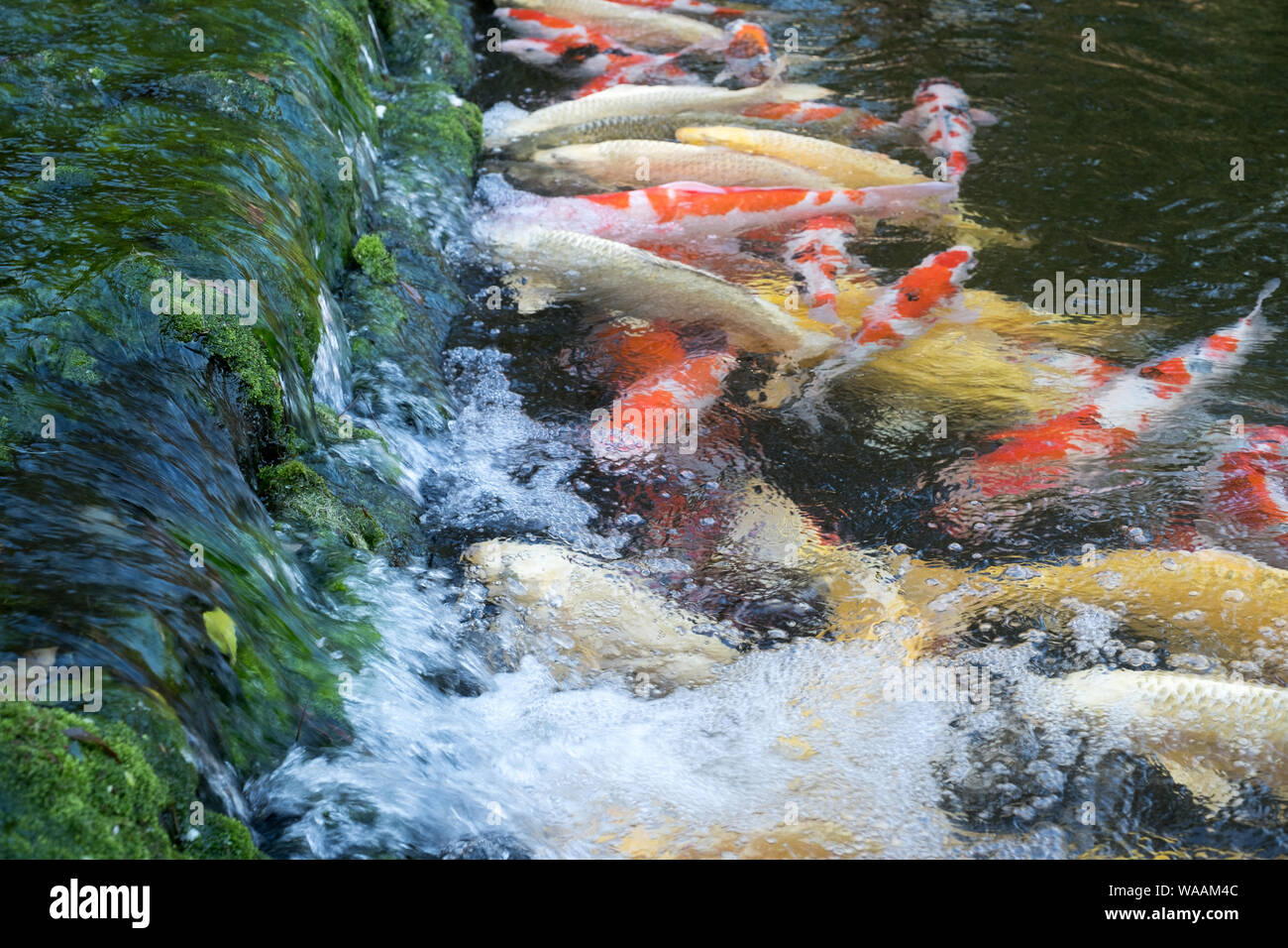 A close-up landscape style photo of many colourful carp fish in a ...
