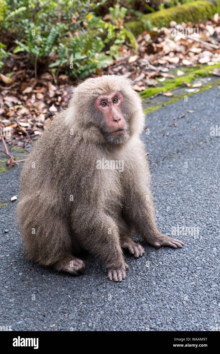 A macaque monkey sits on the side of the road staring into the distance ...