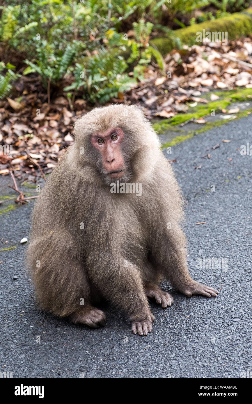 A macaque monkey sits on the side of the road staring into the distance ...