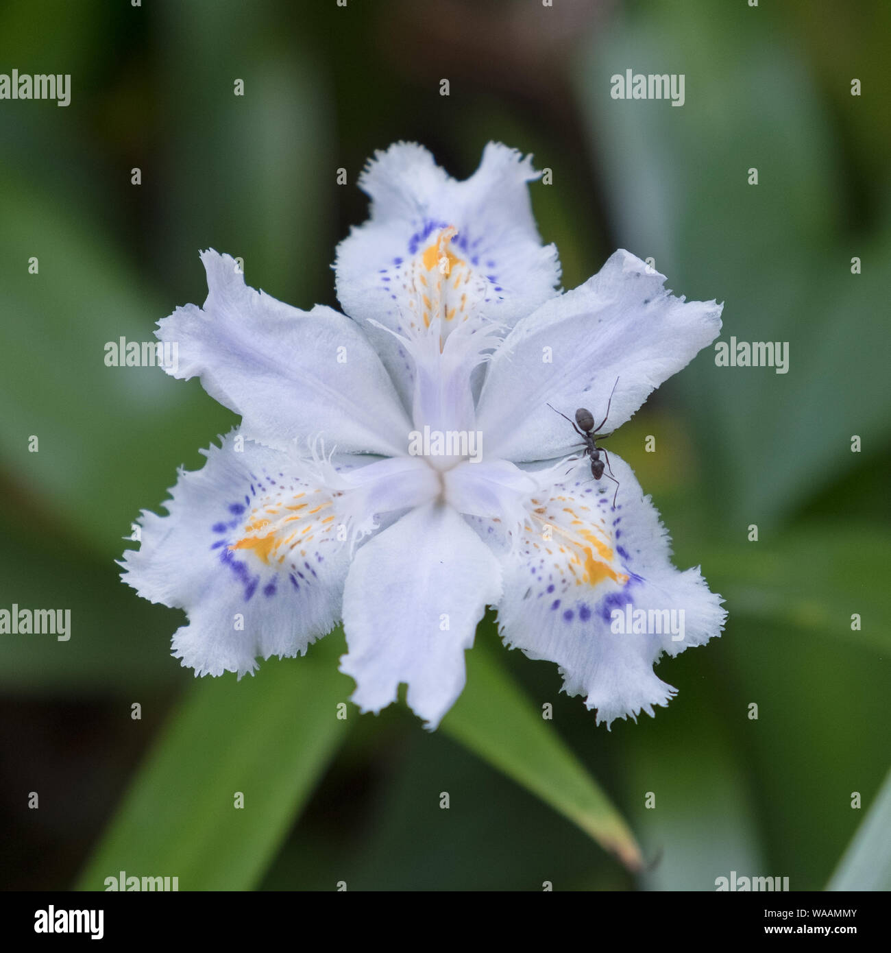 A closeup of a fringed iris (Iris Japonica) with a blurred green ...