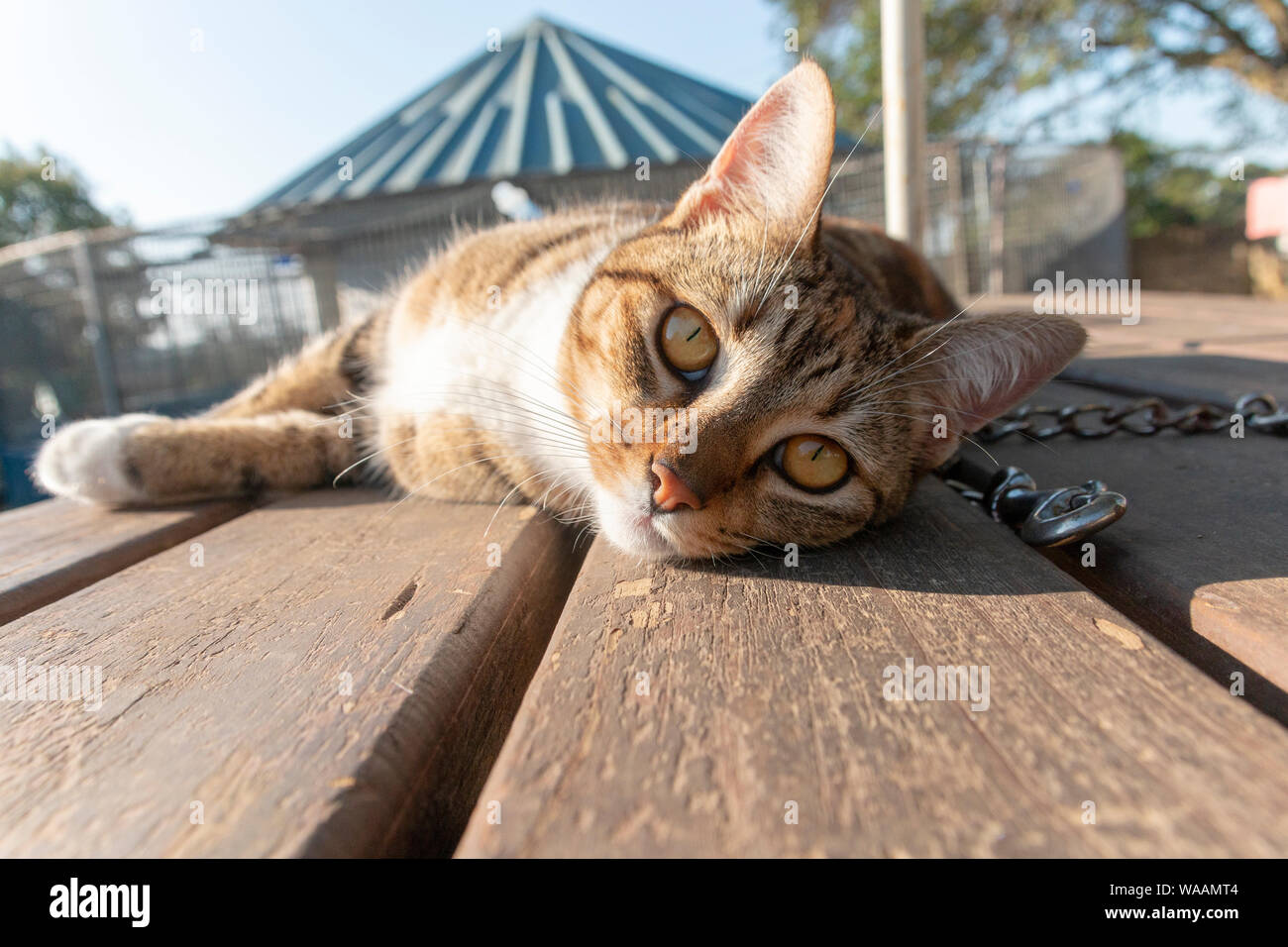 Brindle cat hi-res stock photography and images - Alamy